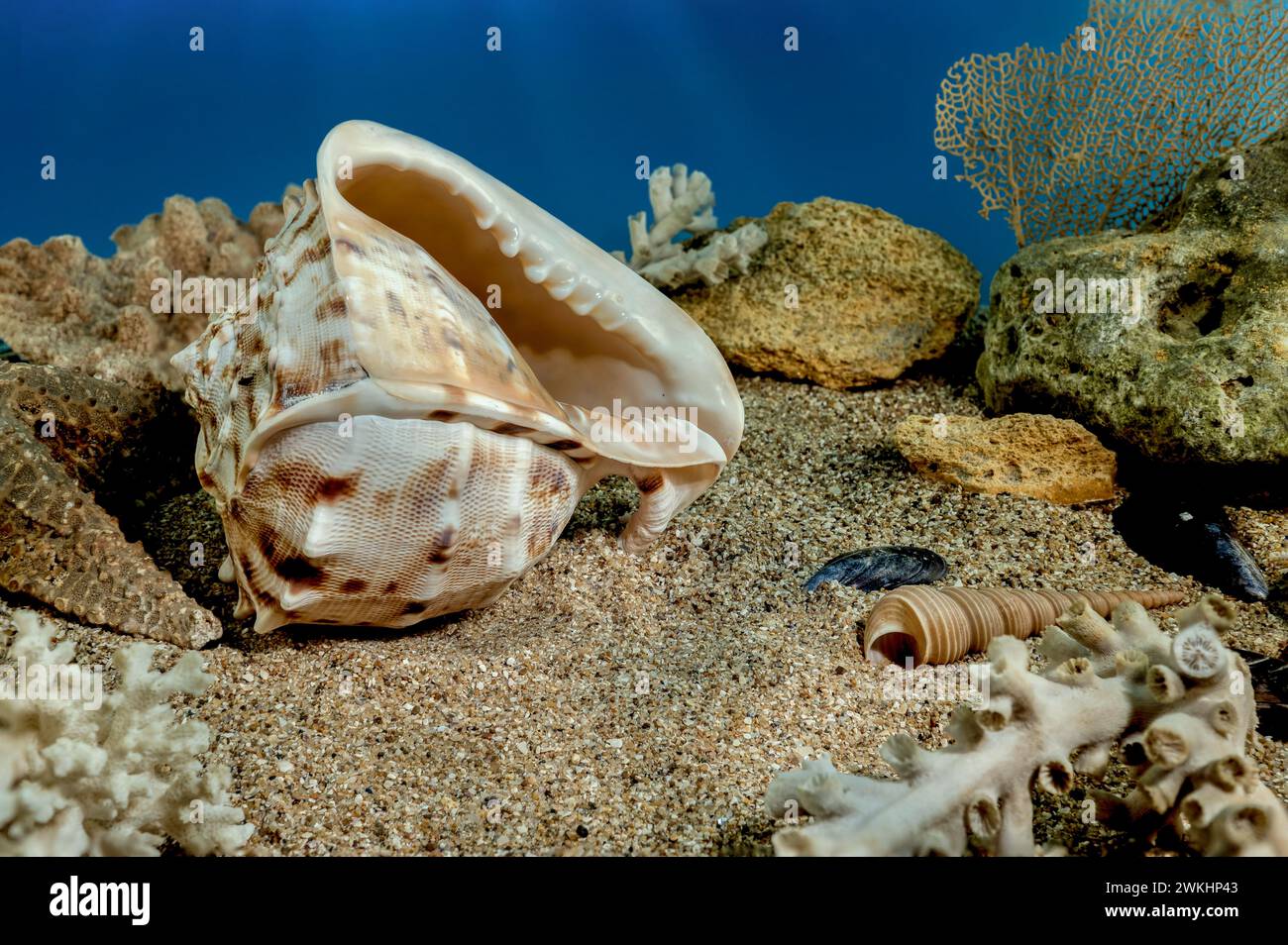 Horned helmet sea shell hi-res stock photography and images - Alamy