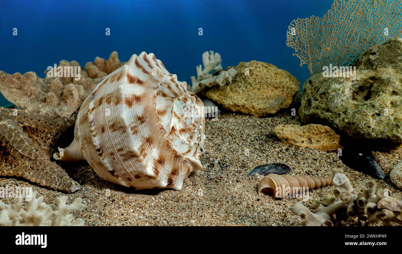 Horned helmet sea shell hi-res stock photography and images - Alamy