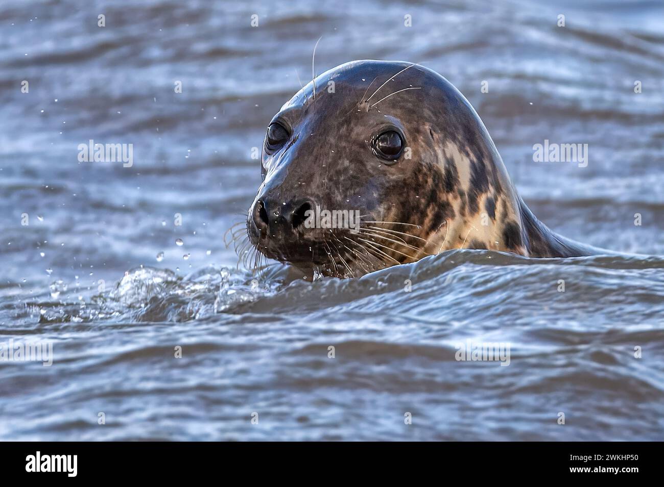 Common seal aka harbour seal, RSPB Titchwell Marsh, Norfolk, UK Stock ...