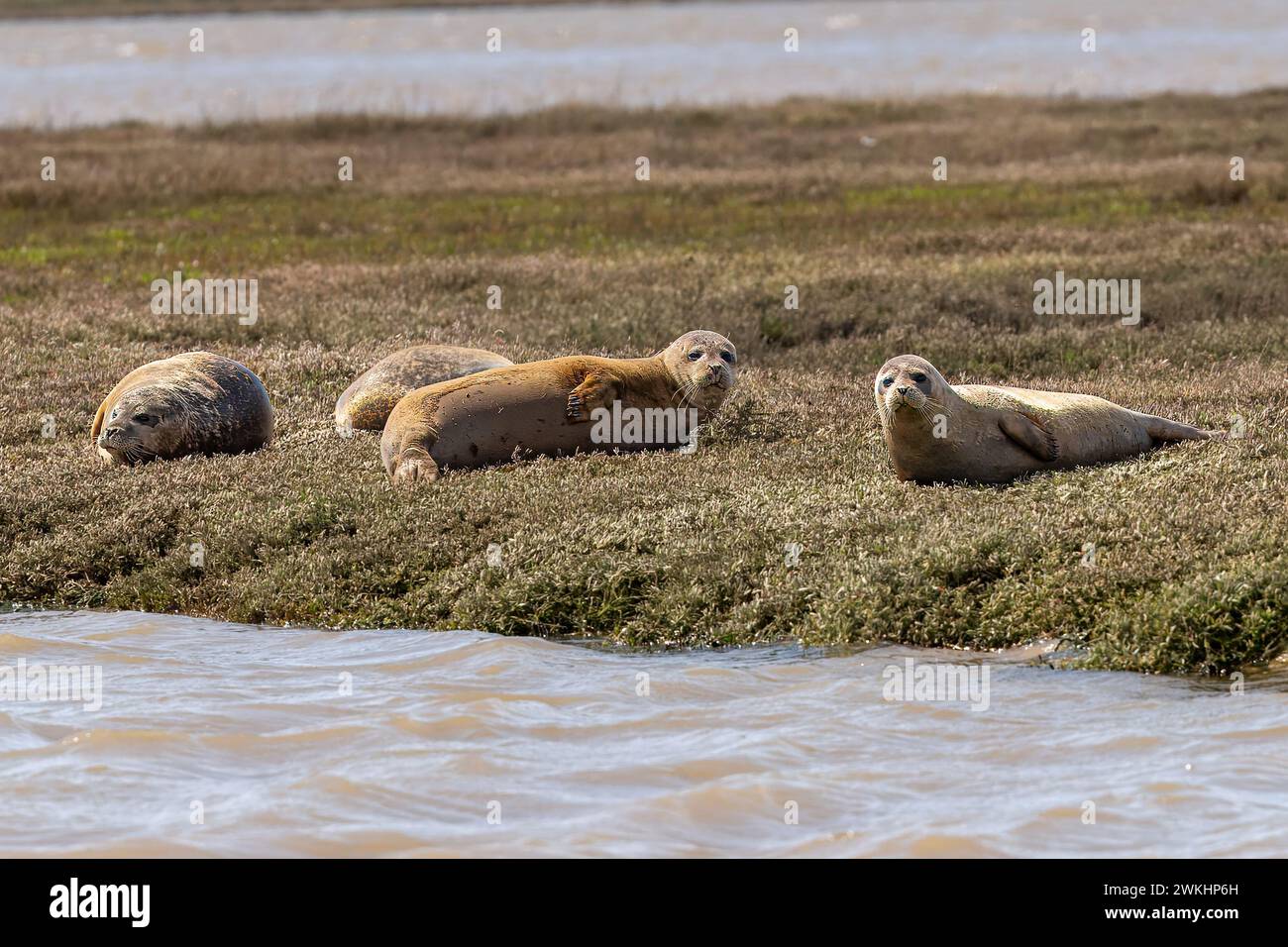 Common seal aka harbour seal, colony,RSPB Wallasea Island, Essex, UK ...