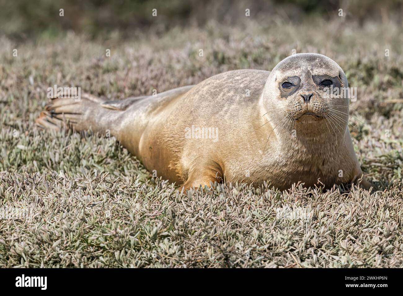 Common seal aka harbour seal, RSPB Wallasea Island, Essex, UK Stock ...