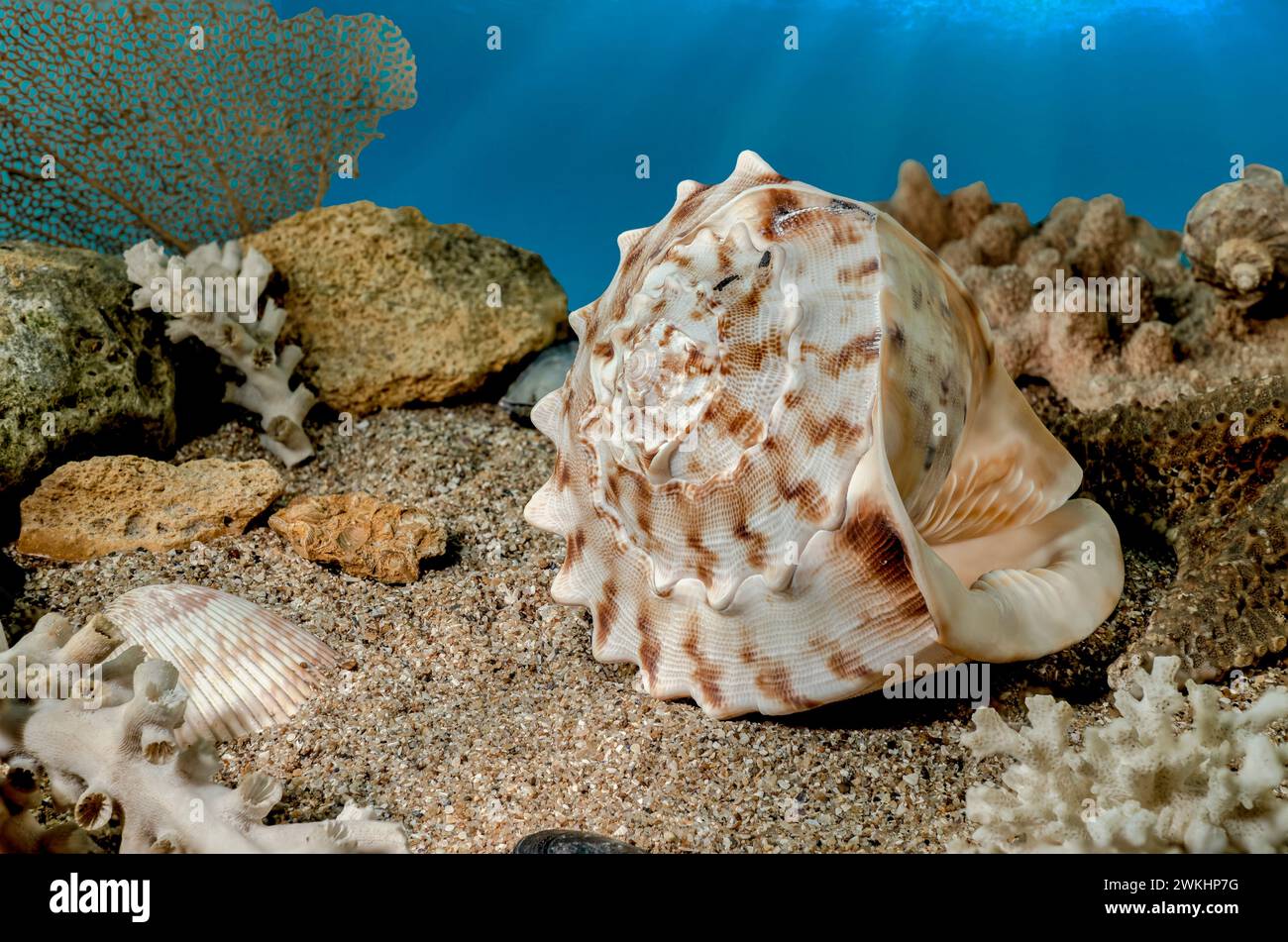 Cassis Cornuta sea shell or horned helmet underwater. Shell on the ...
