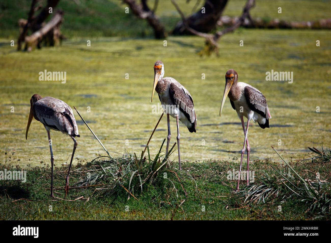 Painted storks in India Stock Photo - Alamy