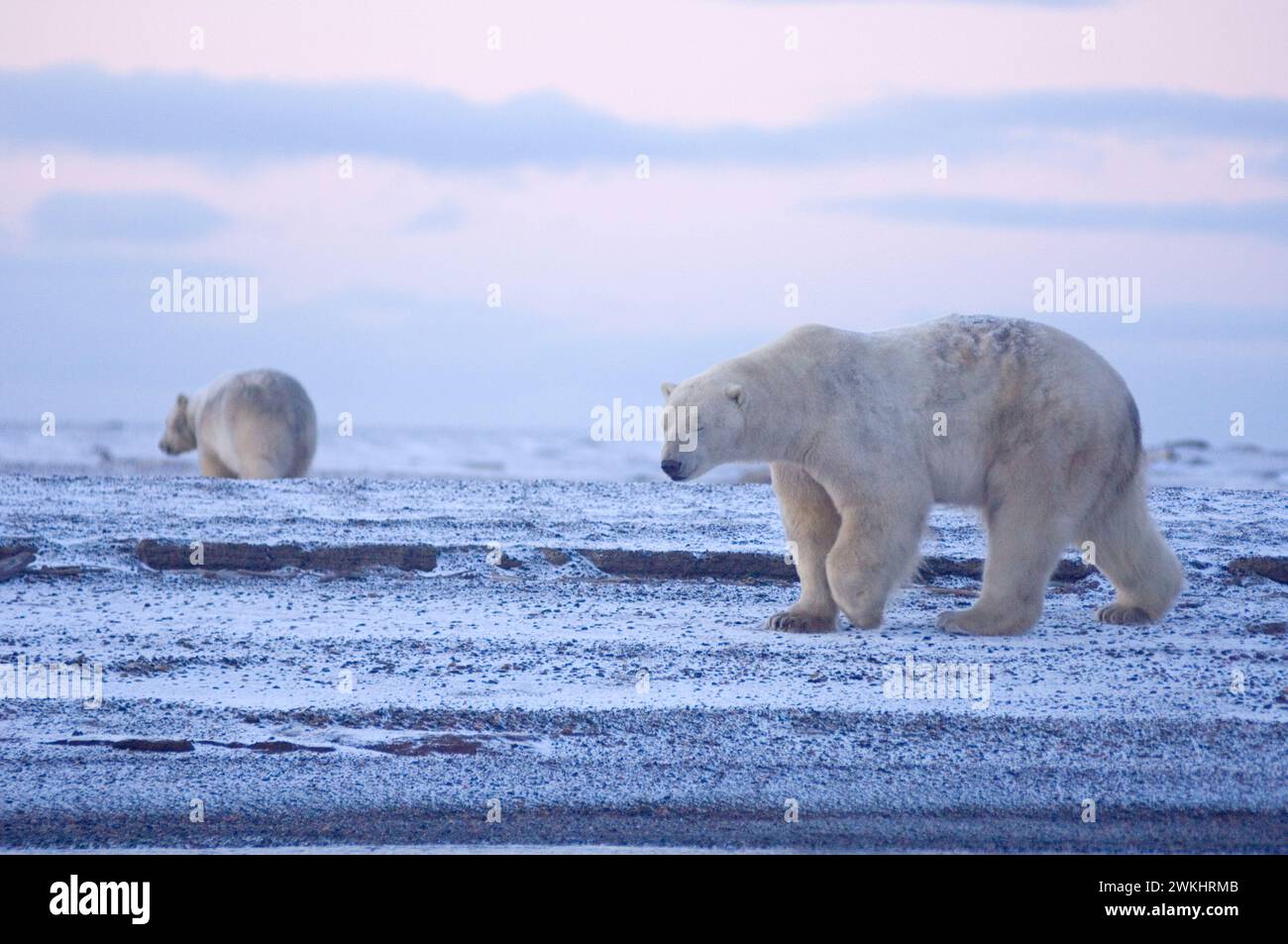 polar bears Ursus maritimus boars on a sandspit waiting for fall freeze ...