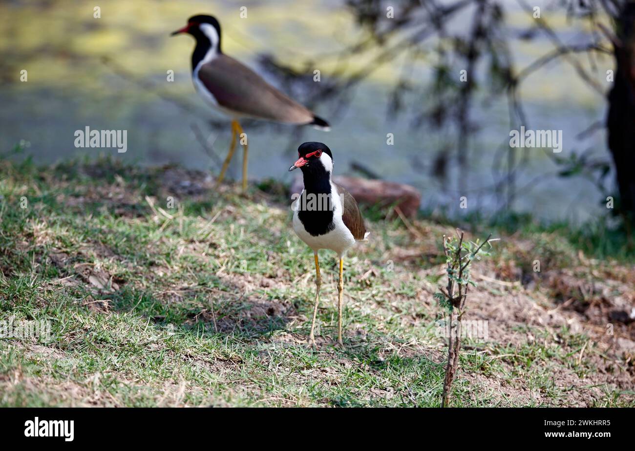 Red wattled lapwings by the lakeside Stock Photo - Alamy