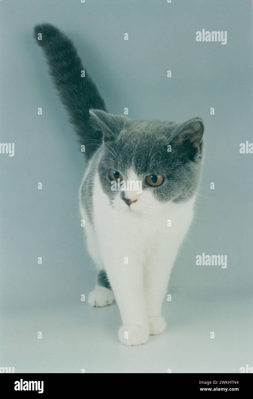 British shorthair cat bicolour hi-res stock photography and images - Alamy