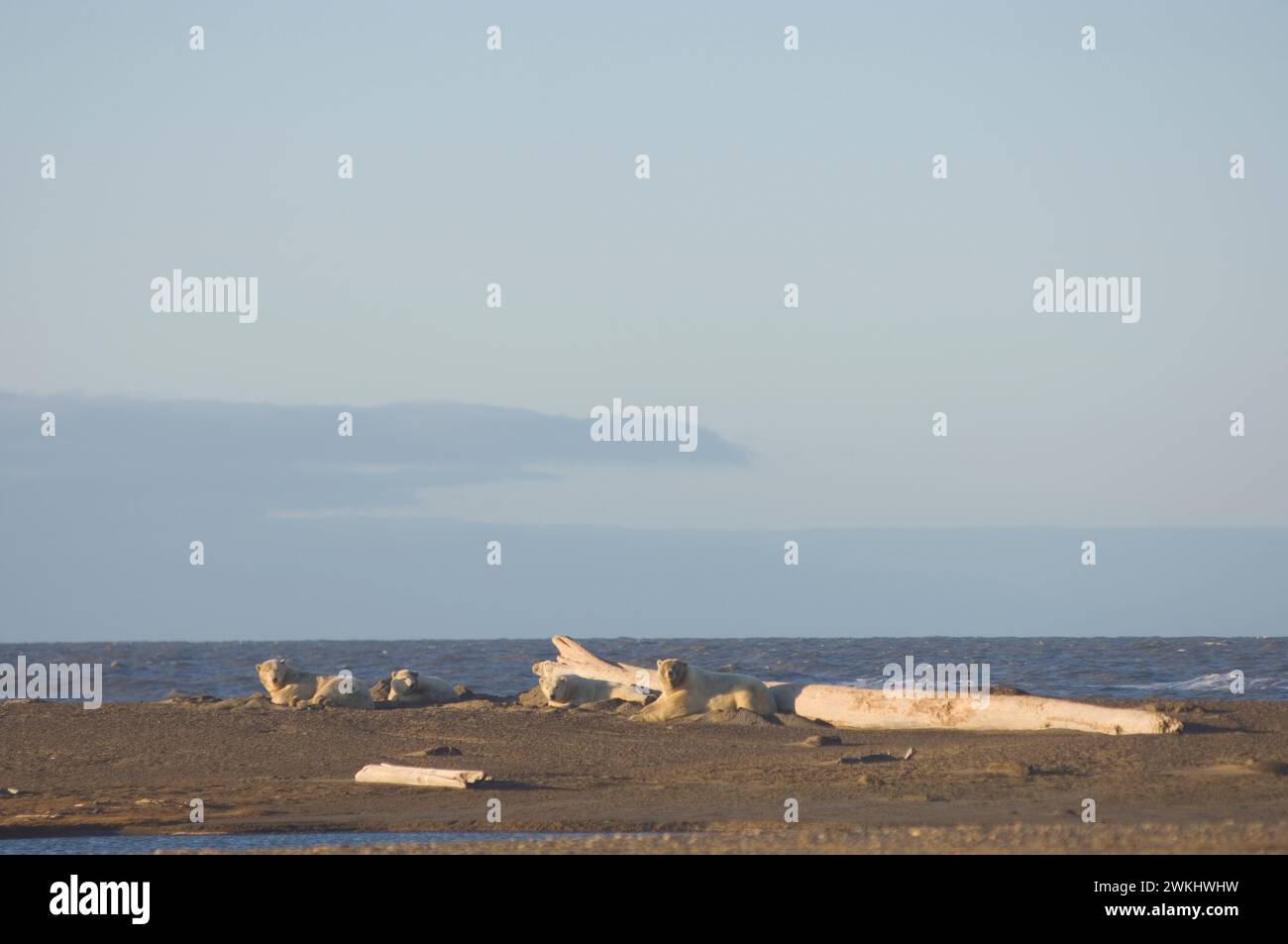 polar bears, Ursus maritimus, group of adult males wait on a barrier ...