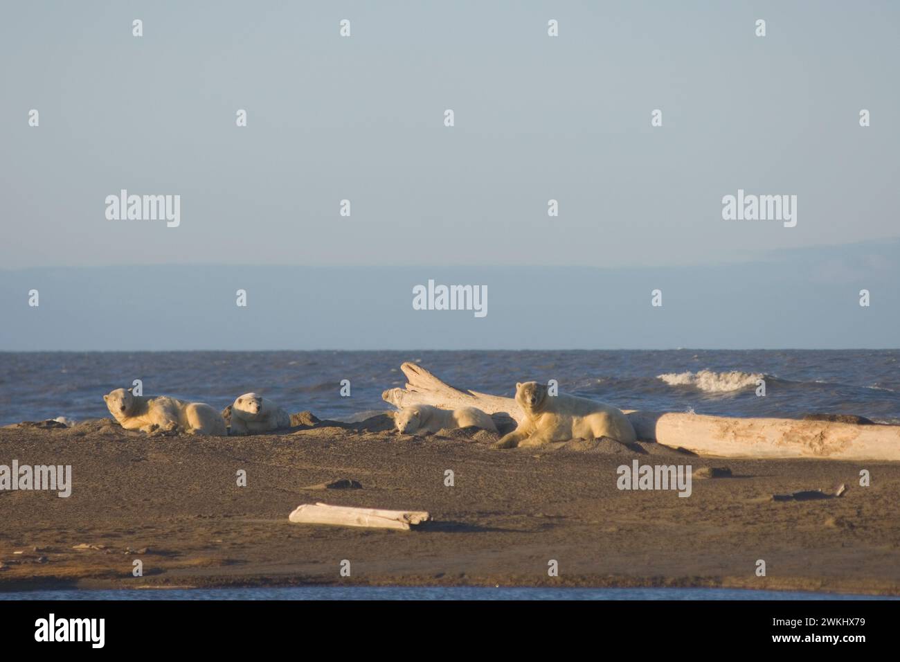 polar bears, Ursus maritimus, group of adult males wait on a barrier ...