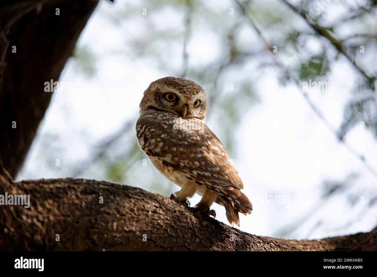 Indian owlets hi-res stock photography and images - Alamy