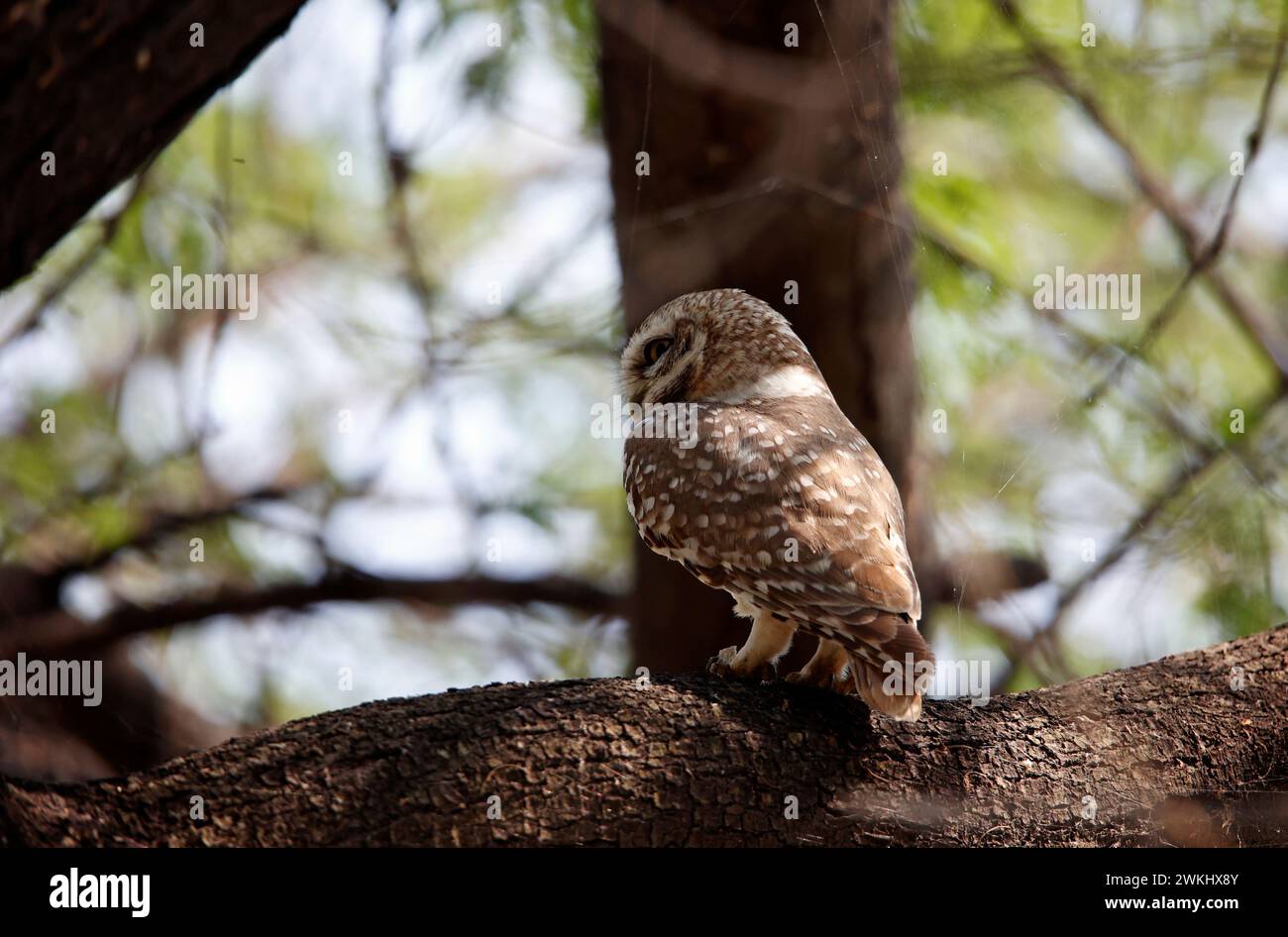 Owlet photos hi-res stock photography and images - Alamy