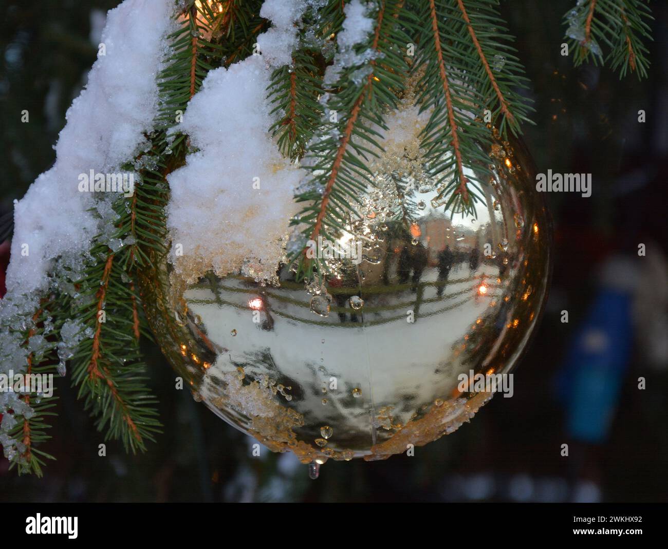 Christmas Ornament Reflection on a Latvian pine tree. Warm and bright ...