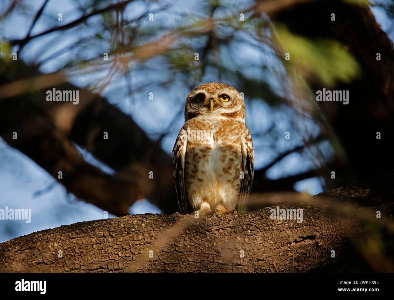 Perching spotted owlets hi-res stock photography and images - Alamy