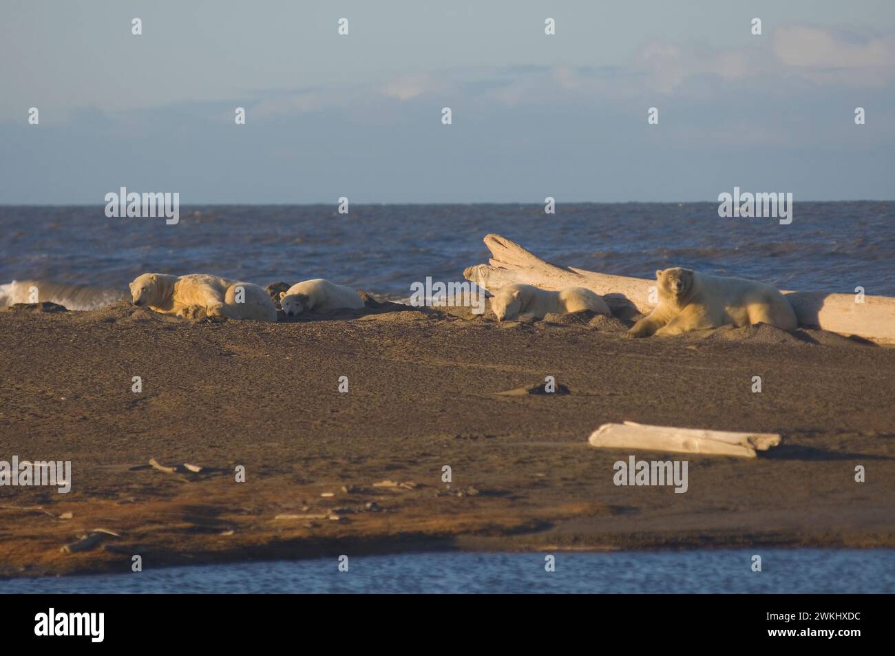 polar bears, Ursus maritimus, group of adult males wait on a barrier ...