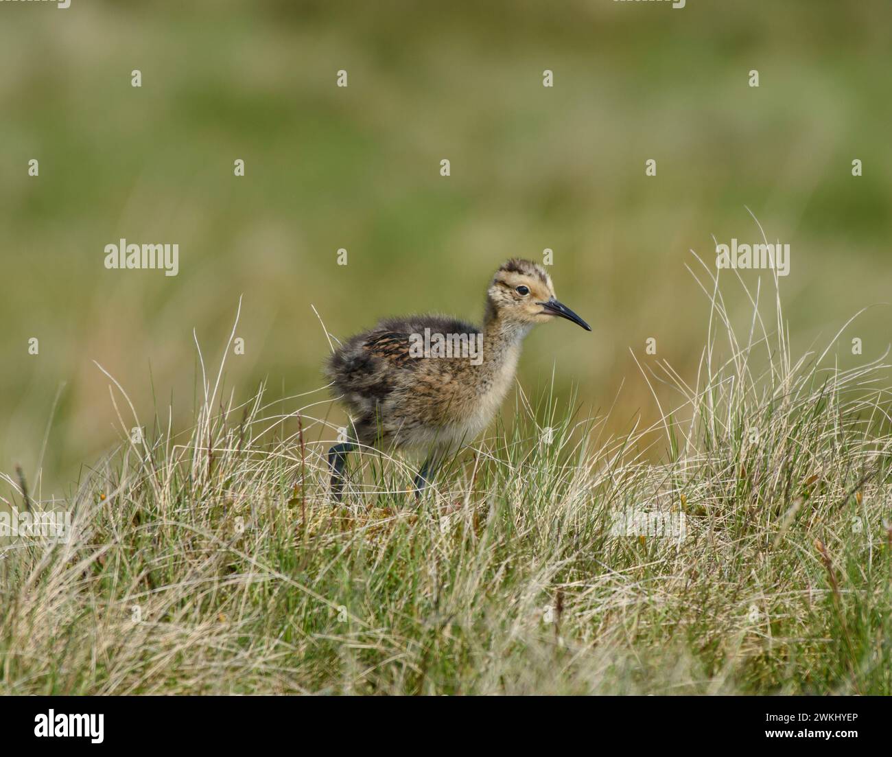 Curlew chick hi-res stock photography and images - Alamy