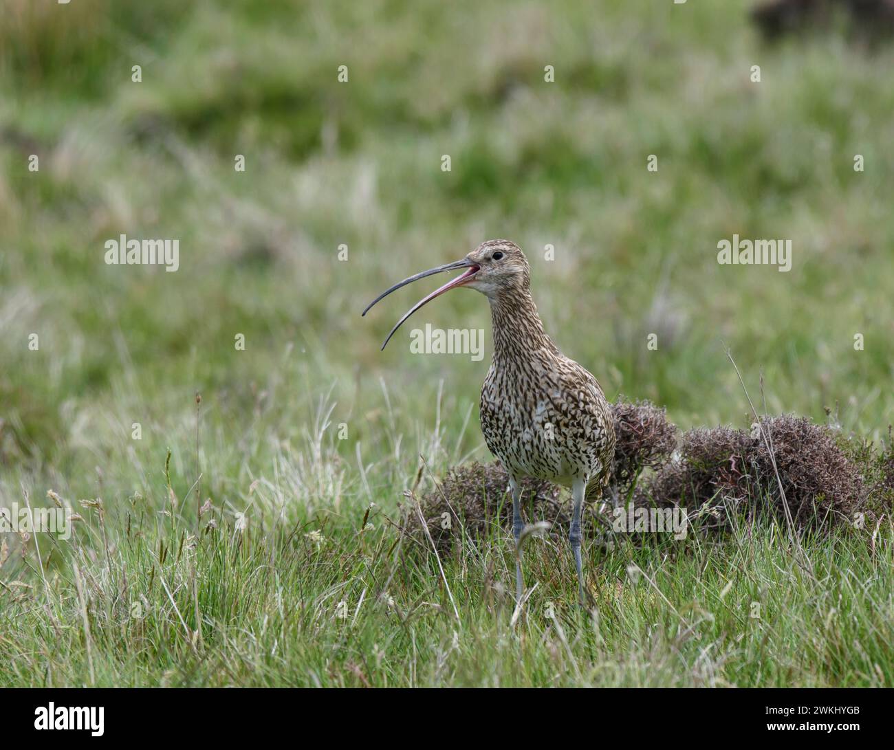 Poor breeding success hi-res stock photography and images - Alamy