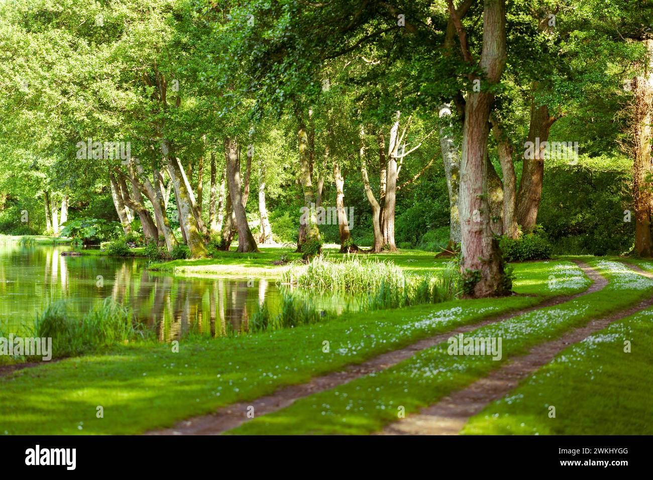 Hiking path at water pond, lake in Albury, Guildford, Surrey, England ...
