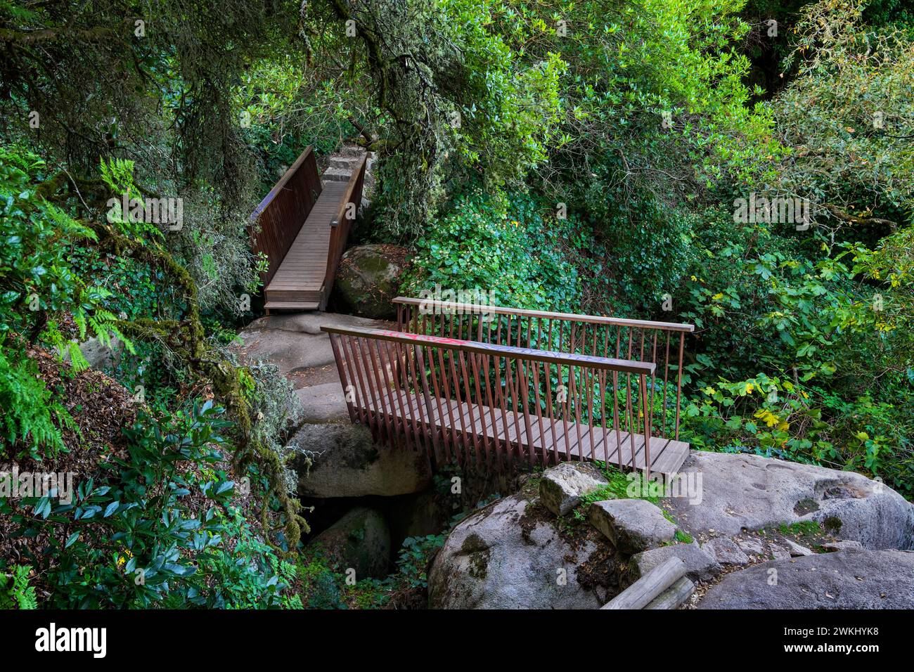 Picturesque path with footbridges over gaps between rocks in dense ...