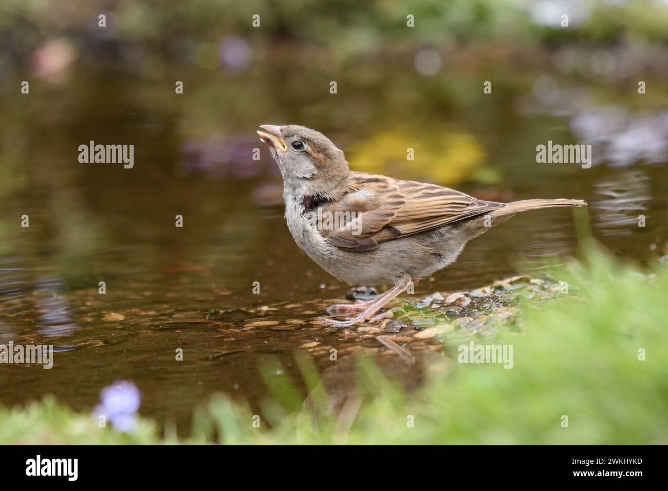 Immature house sparrow hi-res stock photography and images - Alamy