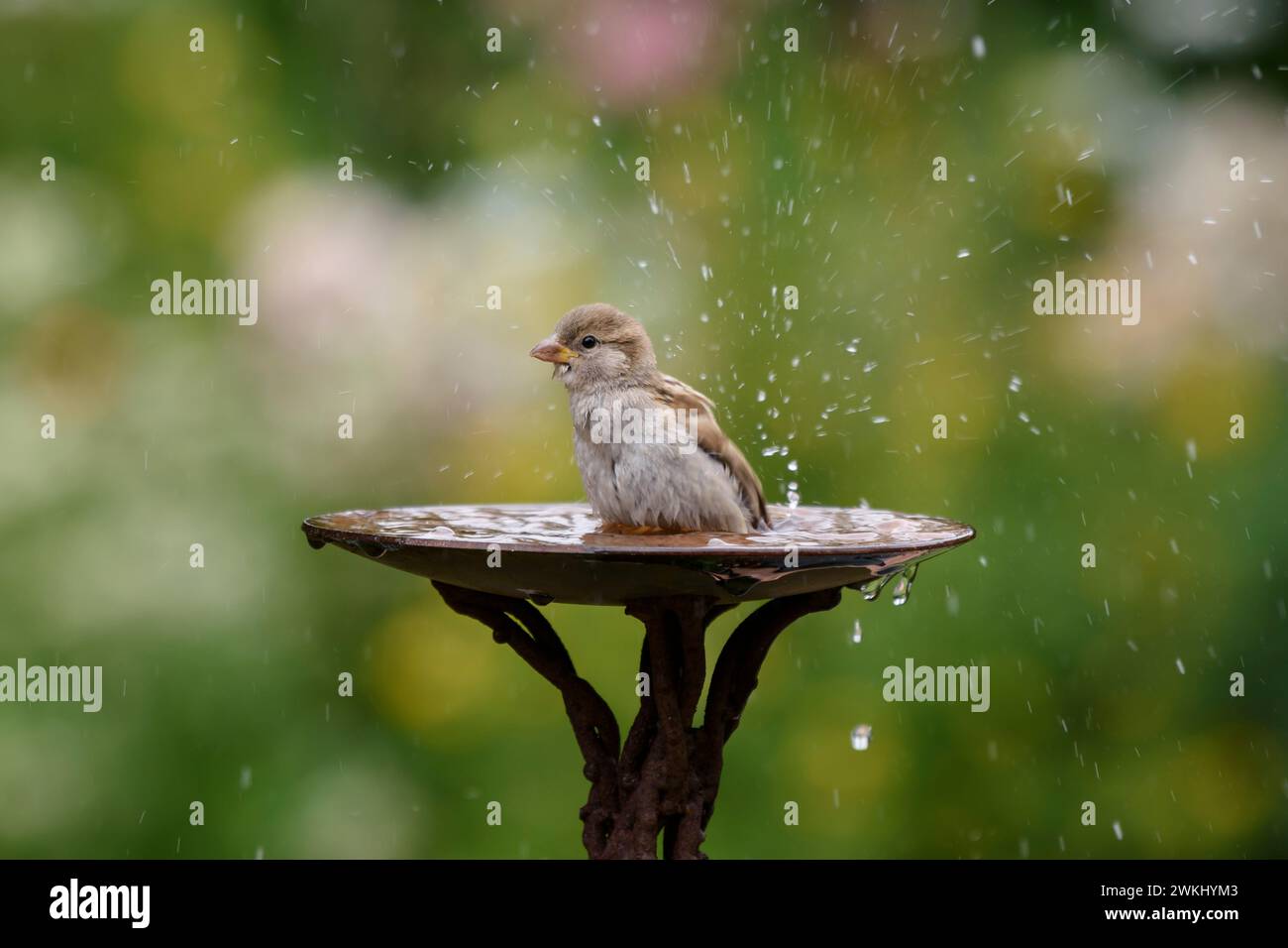 House sparrow Passer domesticus, juvenile bathing in garden bird bath ...