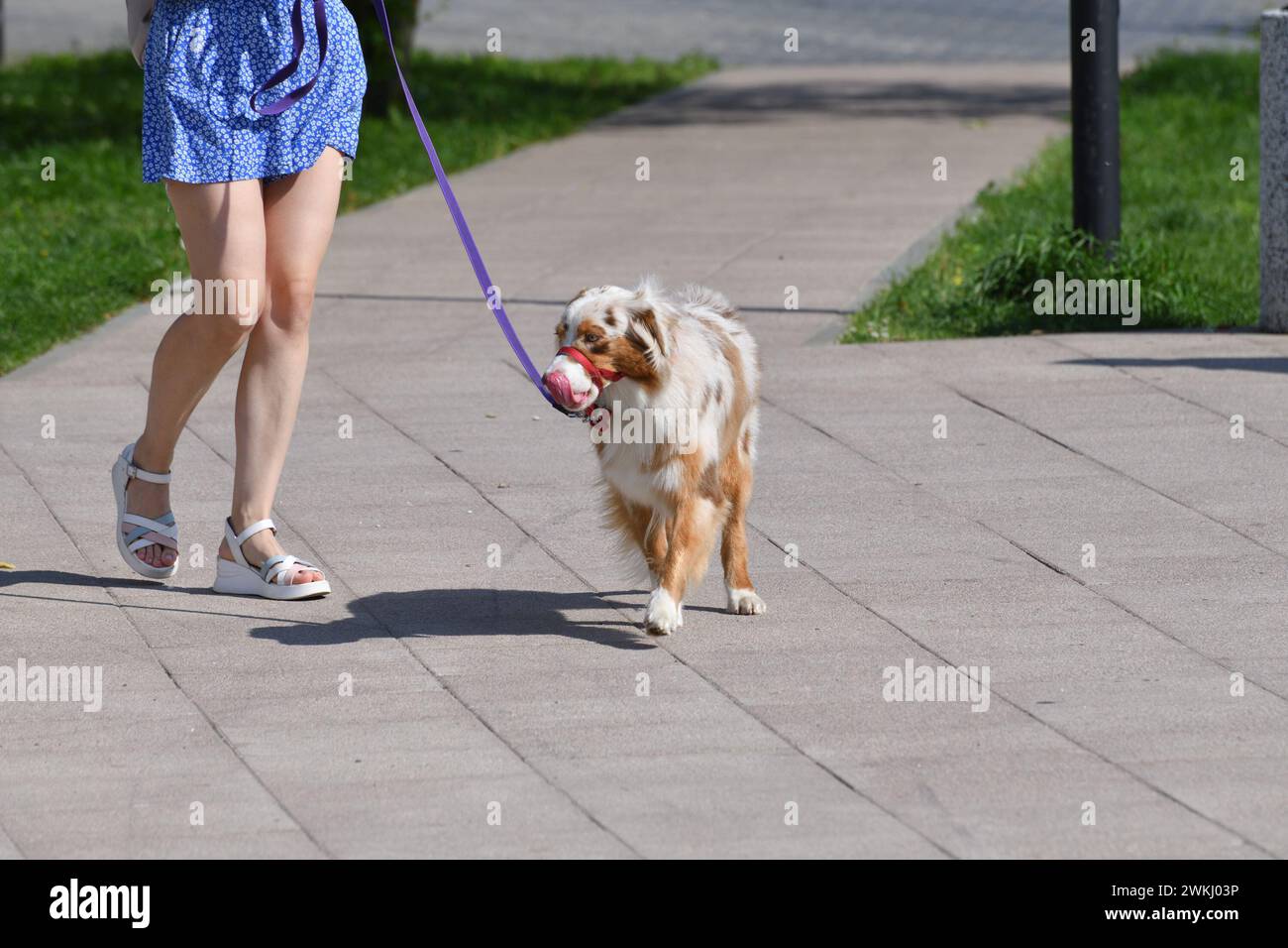 walking an animal. Woman's legs and the motley dog Stock Photo - Alamy