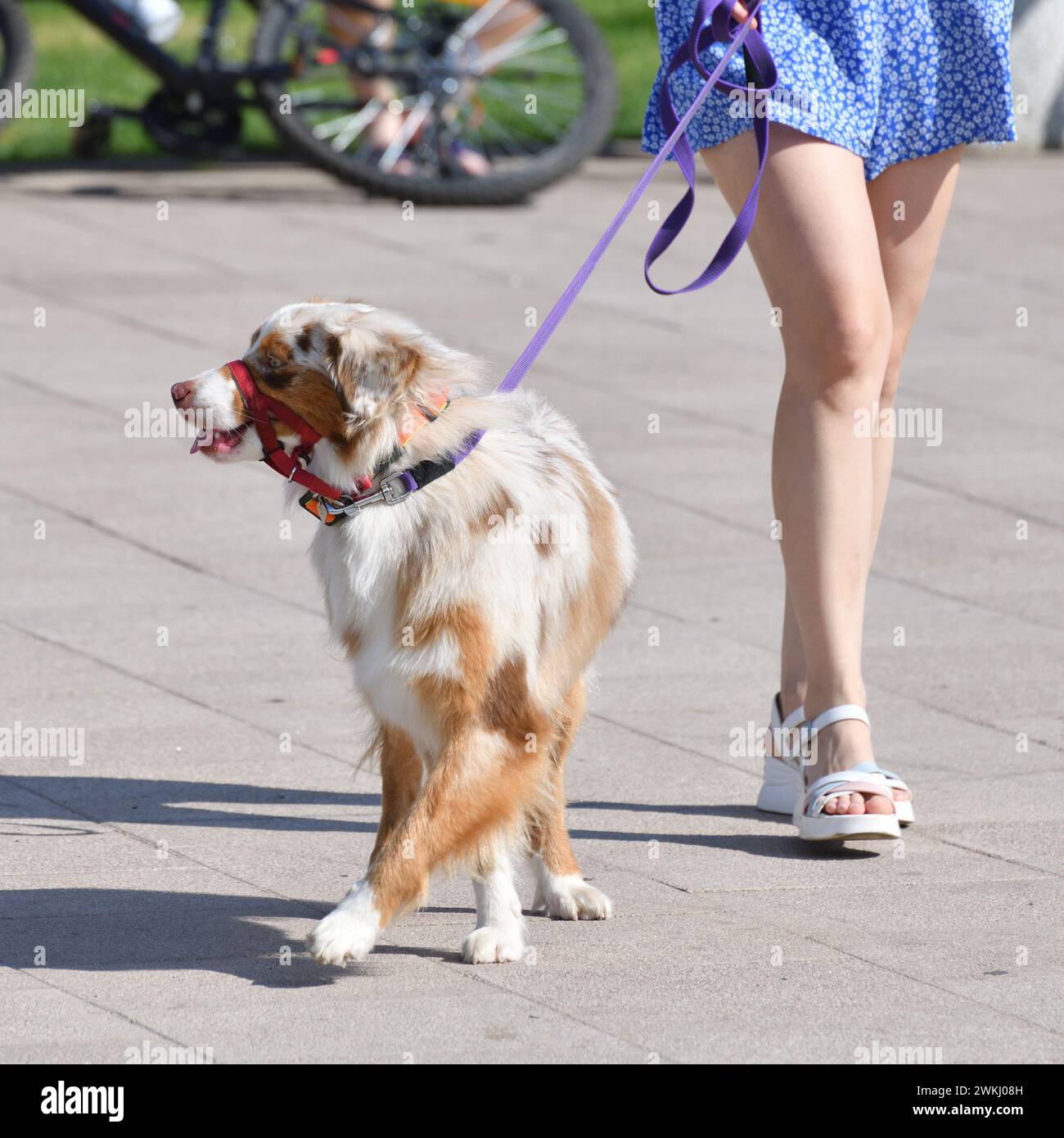 walking an animal. Woman's legs and the motley dog Stock Photo - Alamy