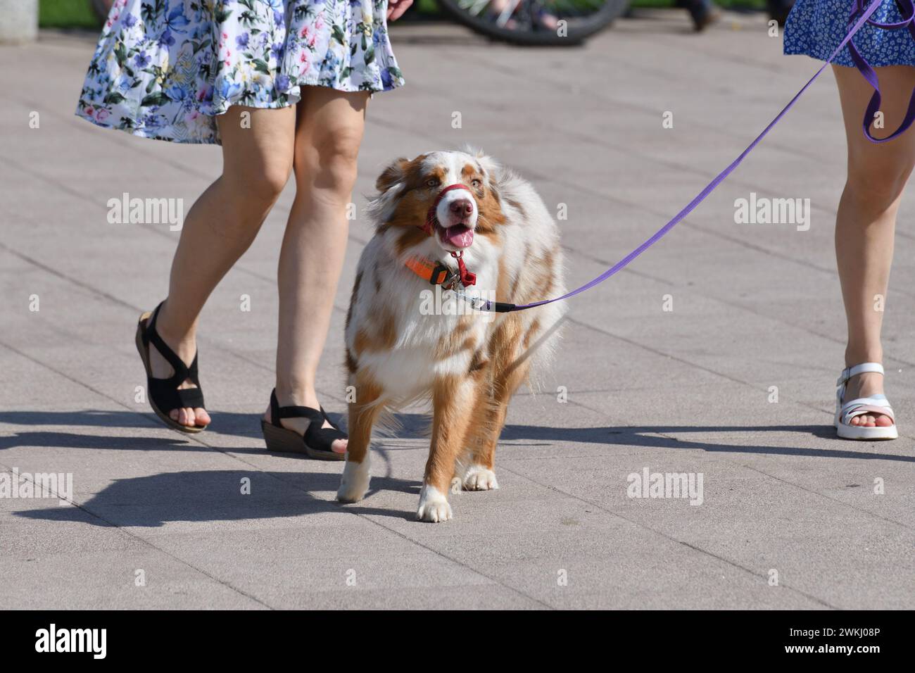 walking an animal. Woman's legs and the motley dog Stock Photo - Alamy