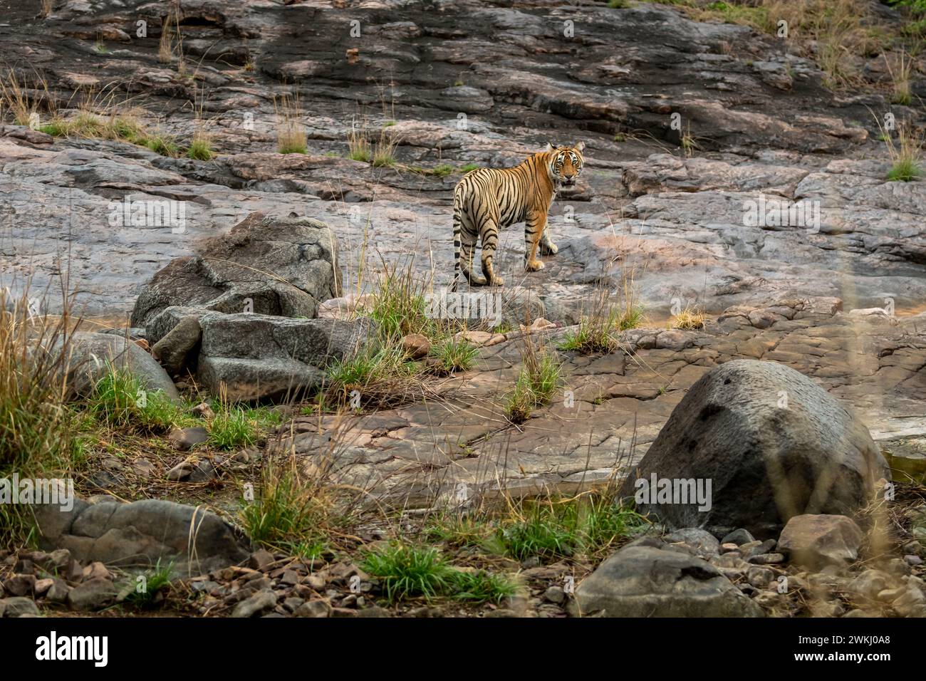indian wild female tiger or tigress panthera tigris looking back with ...