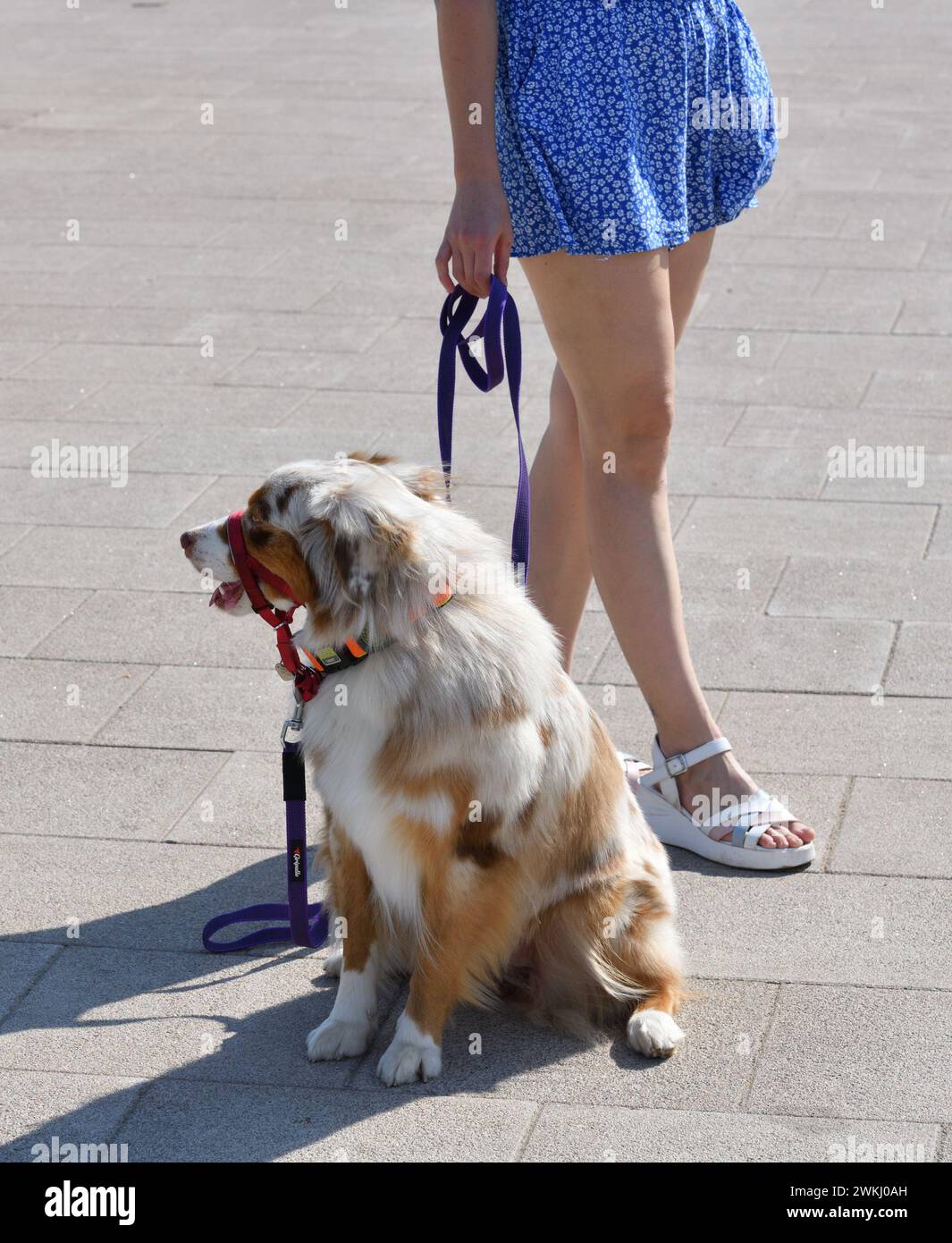 walking an animal. Woman's legs and the motley dog Stock Photo - Alamy