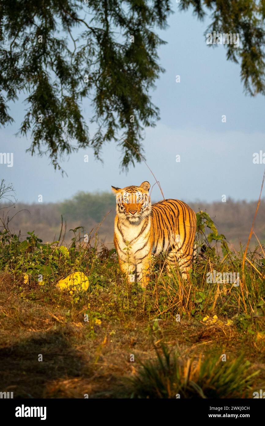 wild indian female tiger or tigress panthera tigris on territory stroll ...