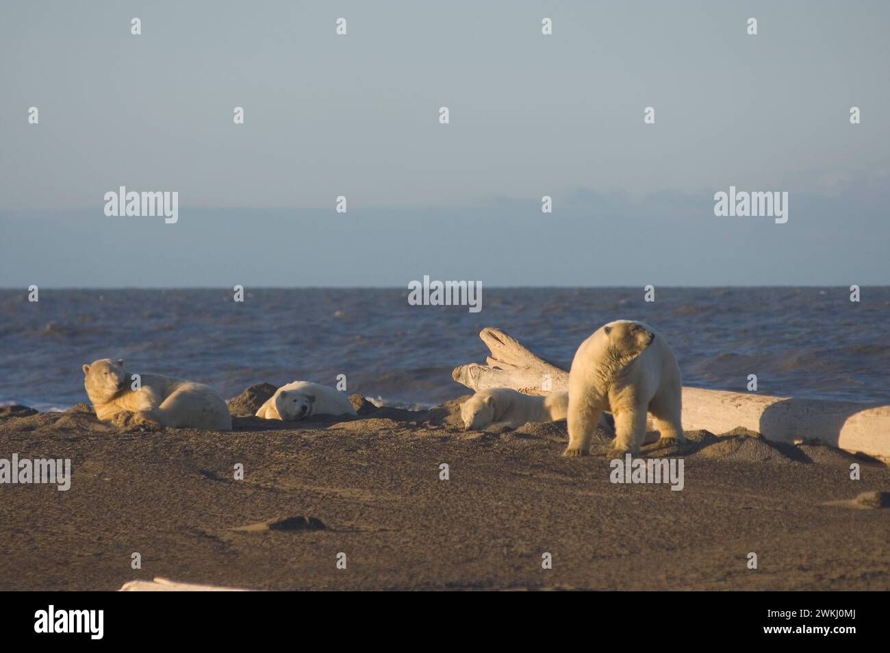 polar bears, Ursus maritimus, group of adult males wait on a barrier ...