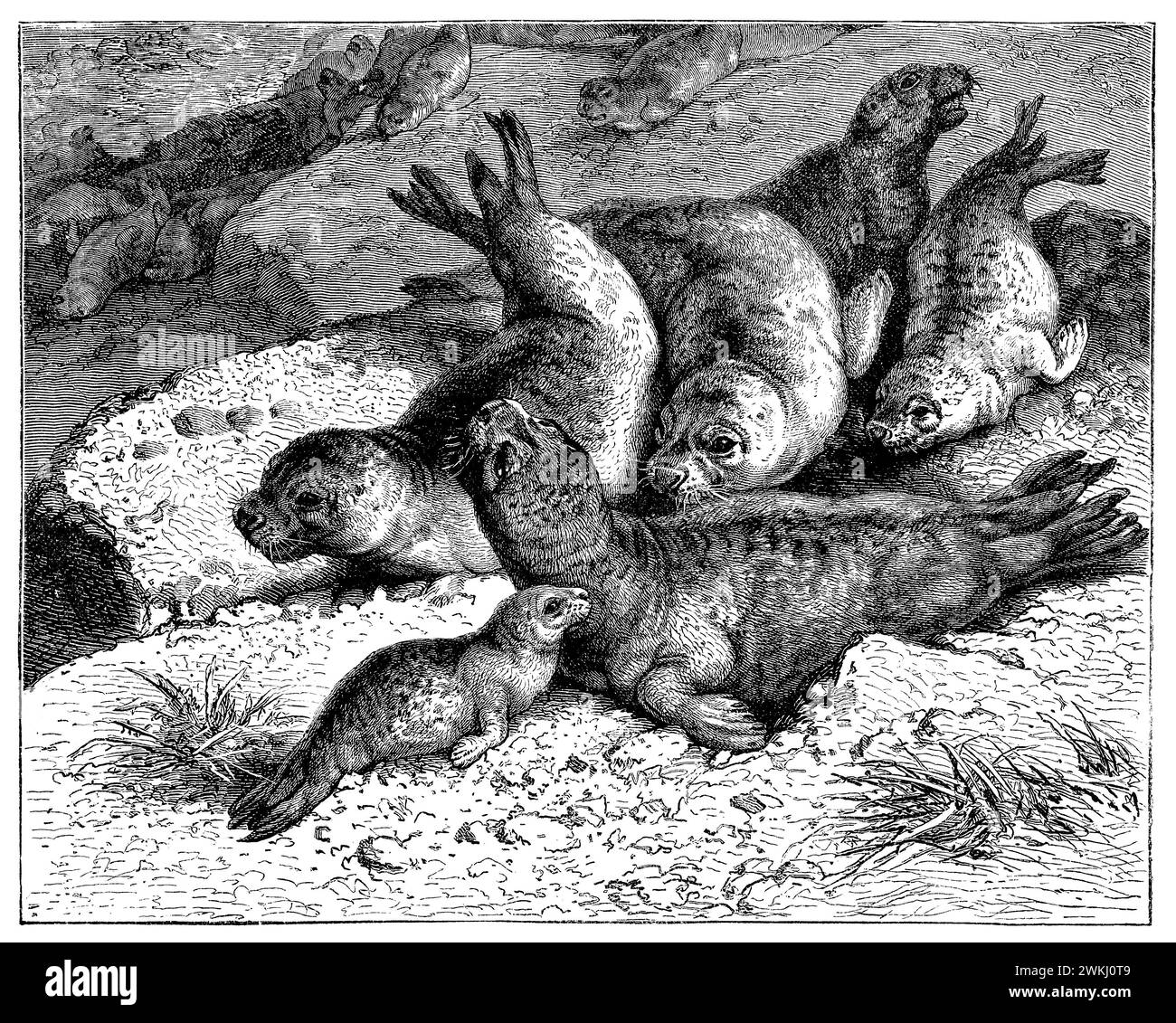 Engraved seals Cut Out Stock Images & Pictures - Alamy