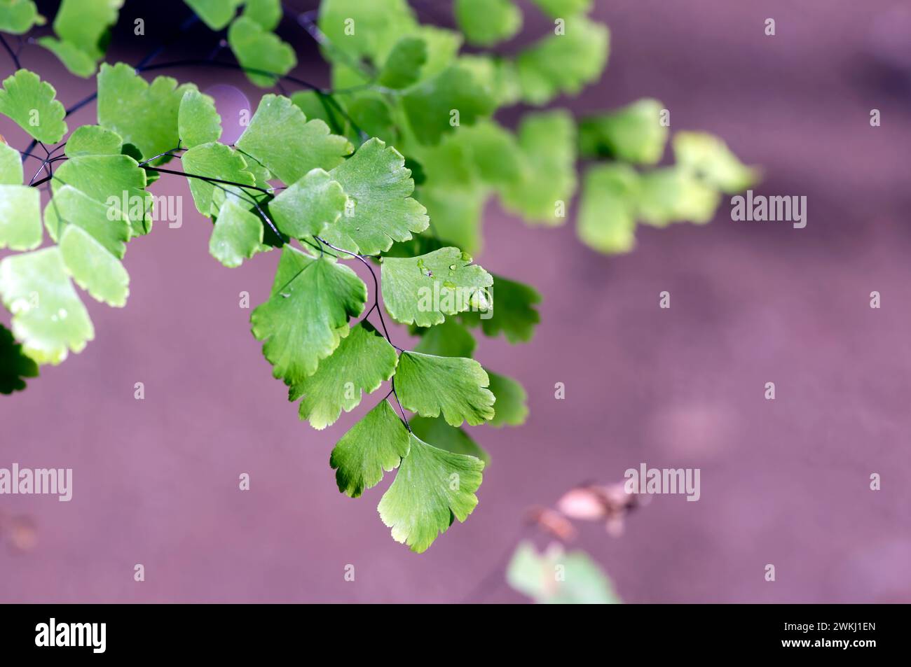 Suplir, Adiantum venustum Himalayan maidenhair fern, green foliage ...