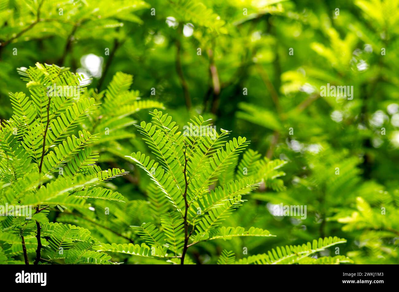 Tamarind (Tamarindus indica) green leaves, selected focus Stock Photo ...