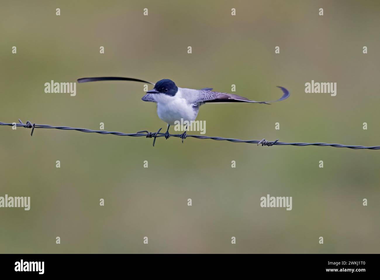 Forked Tailed Flycatcher taken in Jardin Colombia South America Stock ...