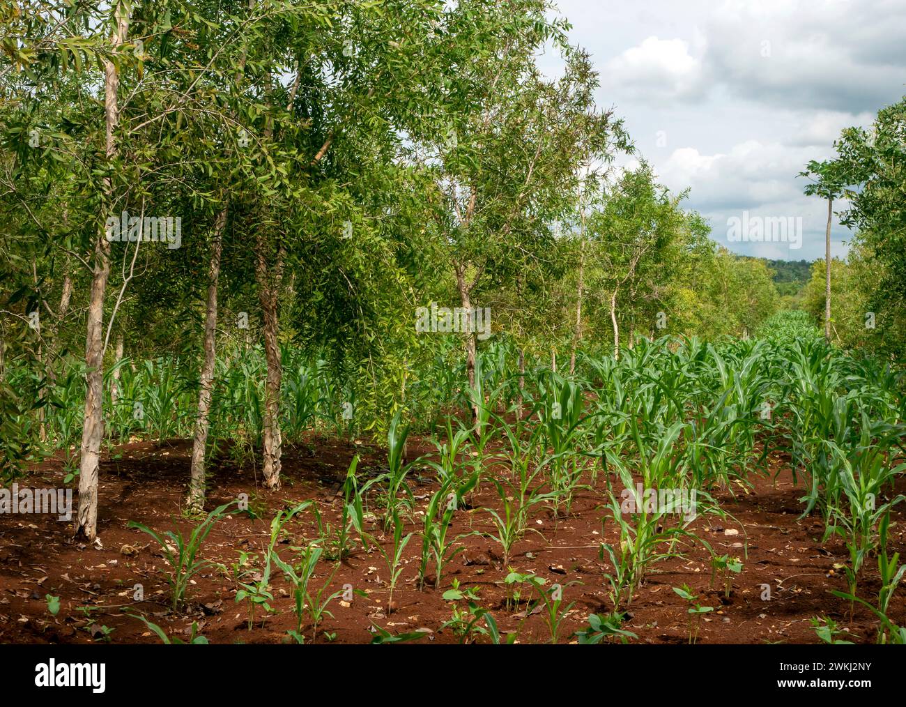 Cajuput trees (Melaleuca cajuputi) and young corn plants growing on the ...