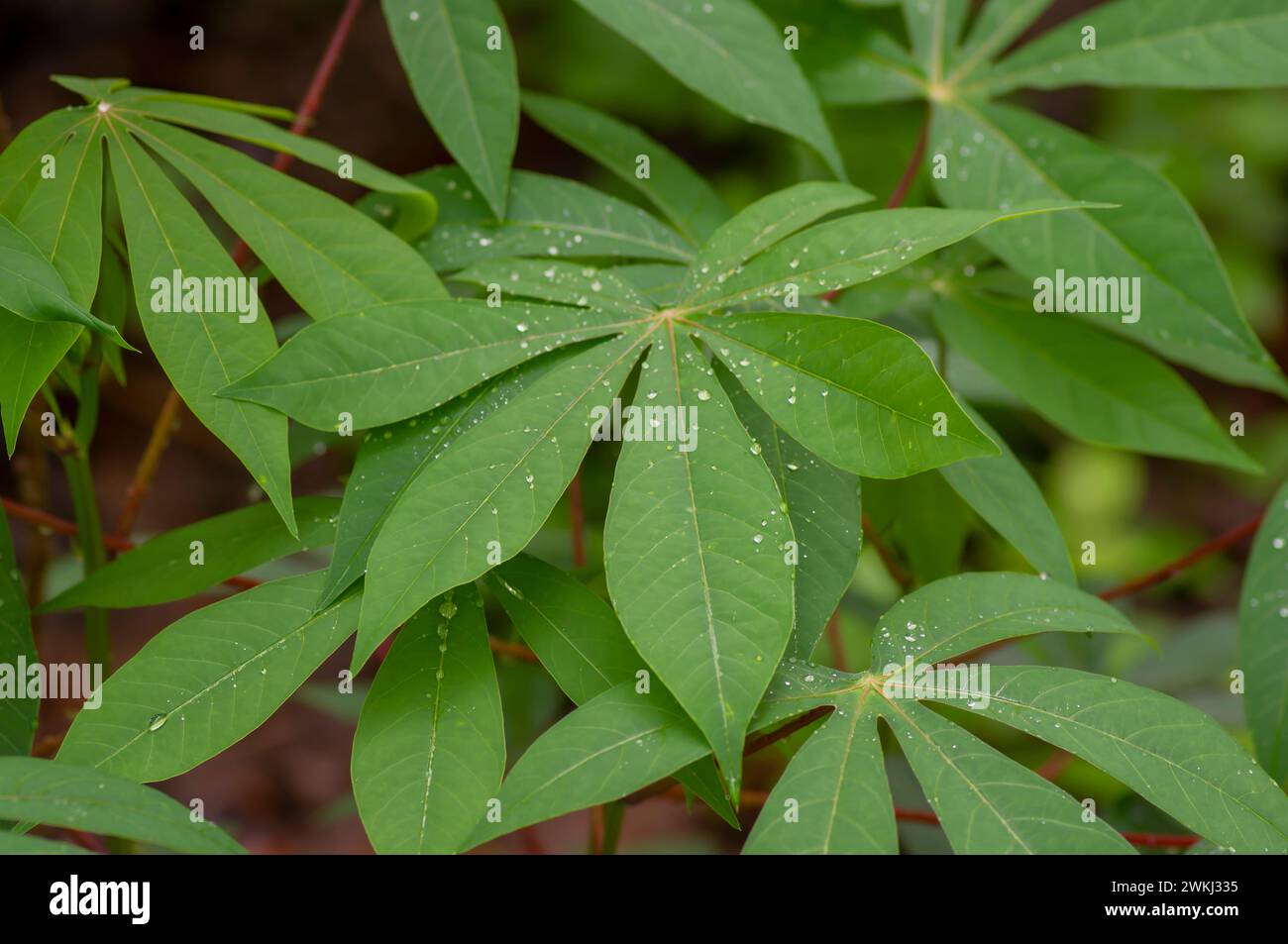Cassava, Mandioa, Manioc, Tapioca trees (Manihot esculenta), young ...