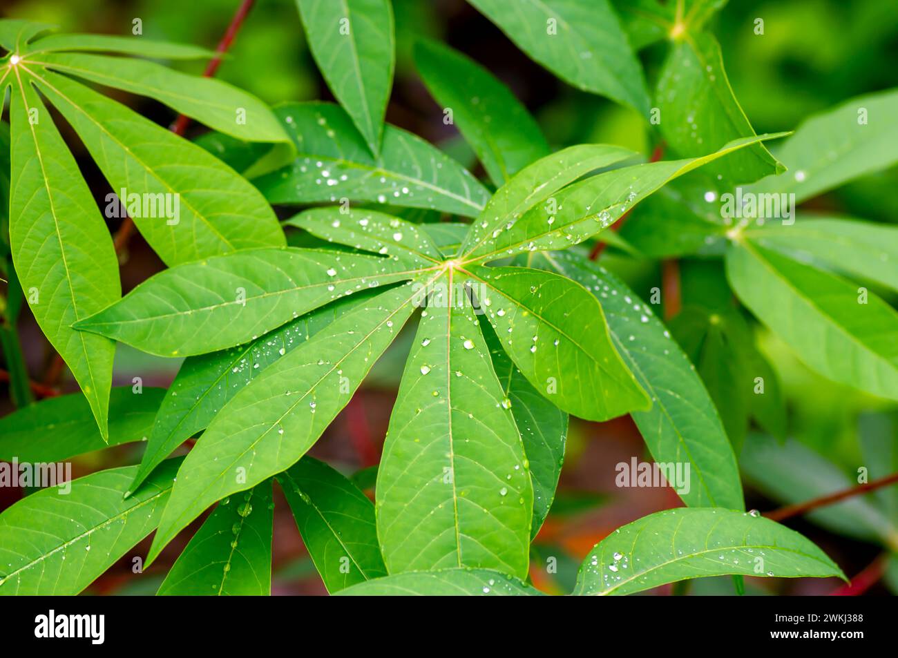 Cassava, Mandioa, Manioc, Tapioca trees (Manihot esculenta), young ...
