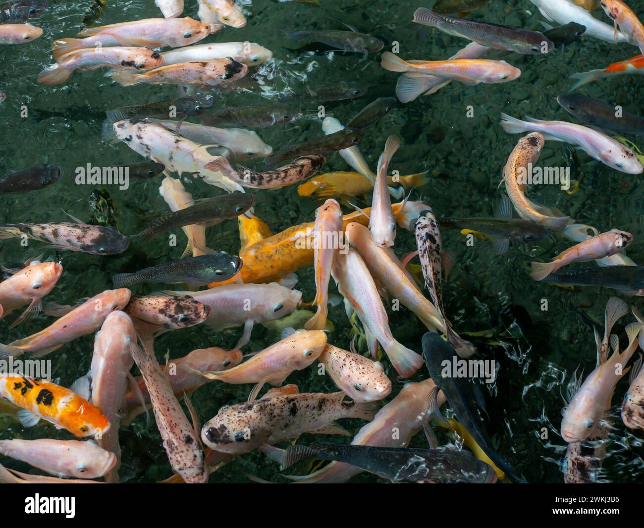 Colorful tilapia fish, Oreochromis niloticus, and koi fish, Cyprinus ...