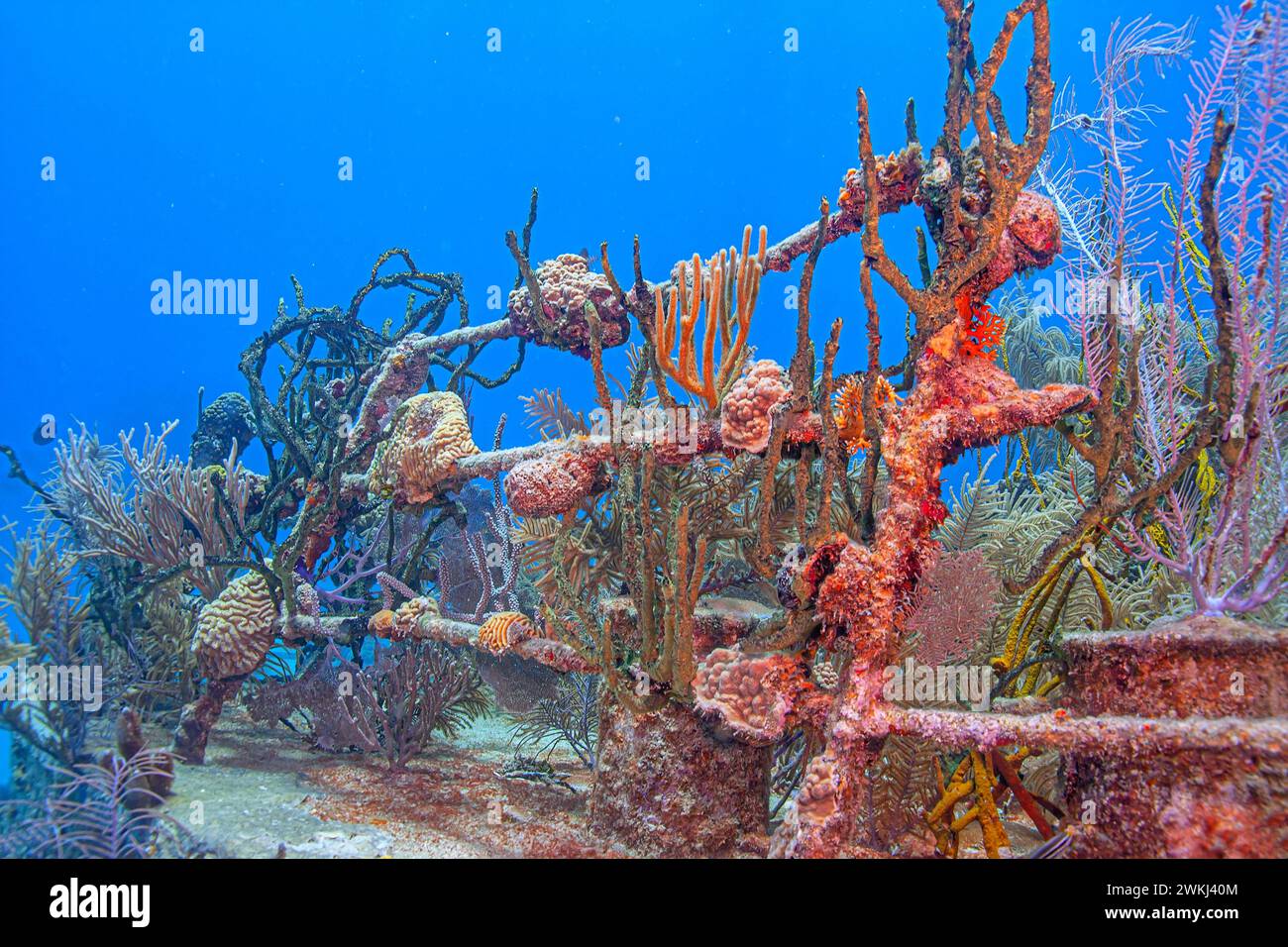 Caribbean coral reef off the coast of the island of Roatan, Honduras ...