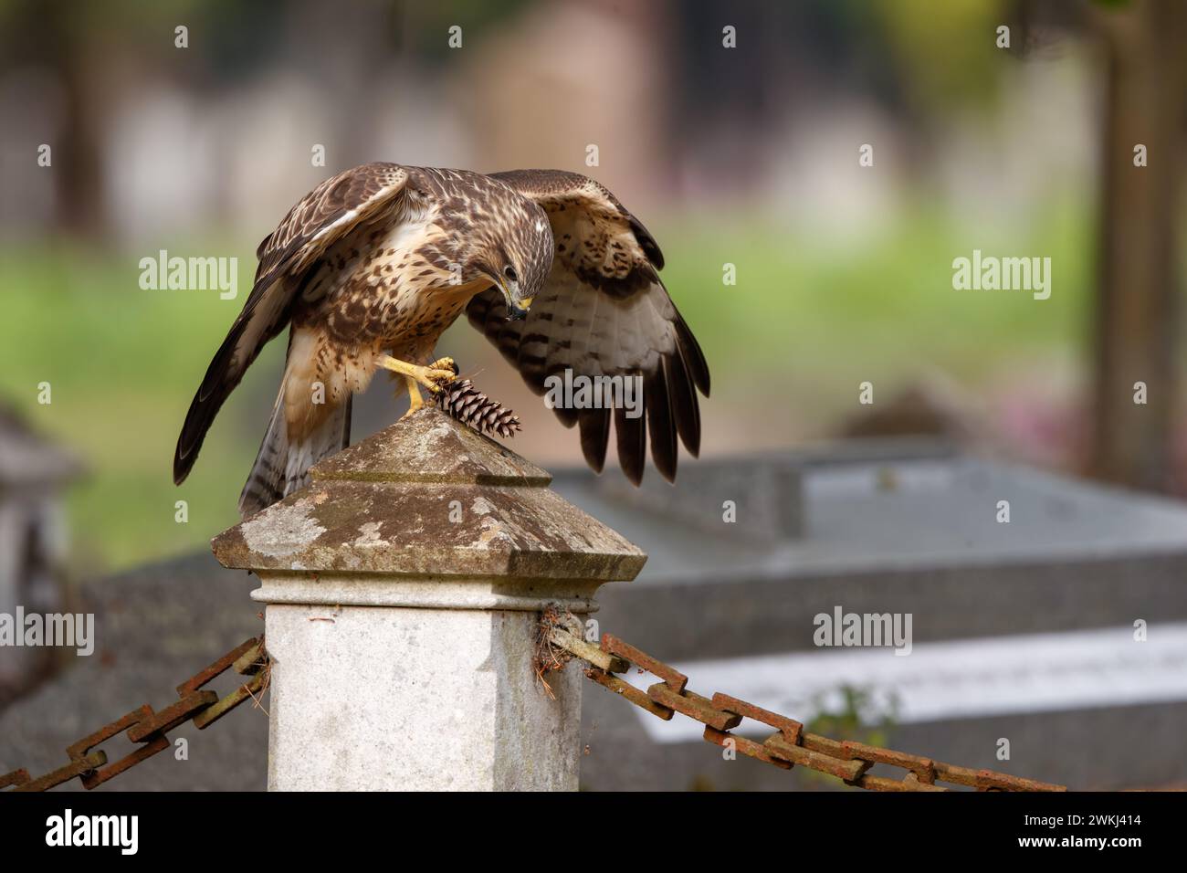 Buzzard in cemetery Stock Photo - Alamy