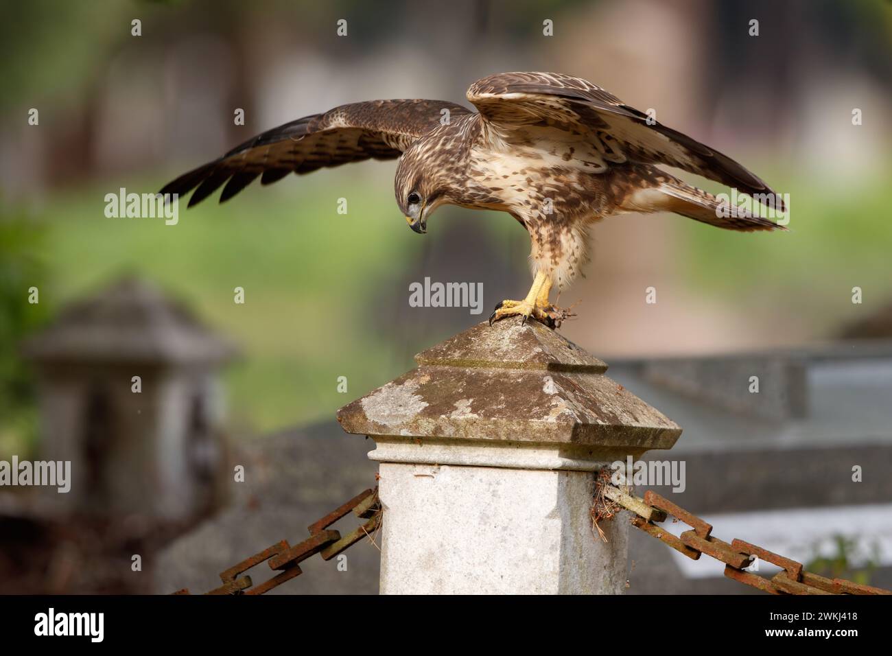 Cemetery wildlife portrait hi-res stock photography and images - Alamy