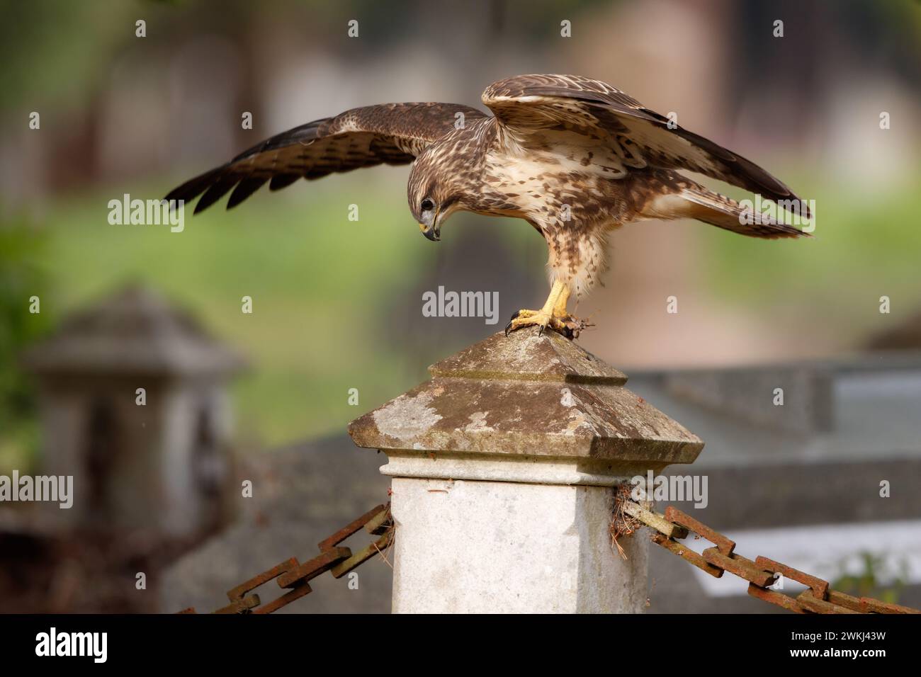 Buzzard in cemetery Stock Photo - Alamy