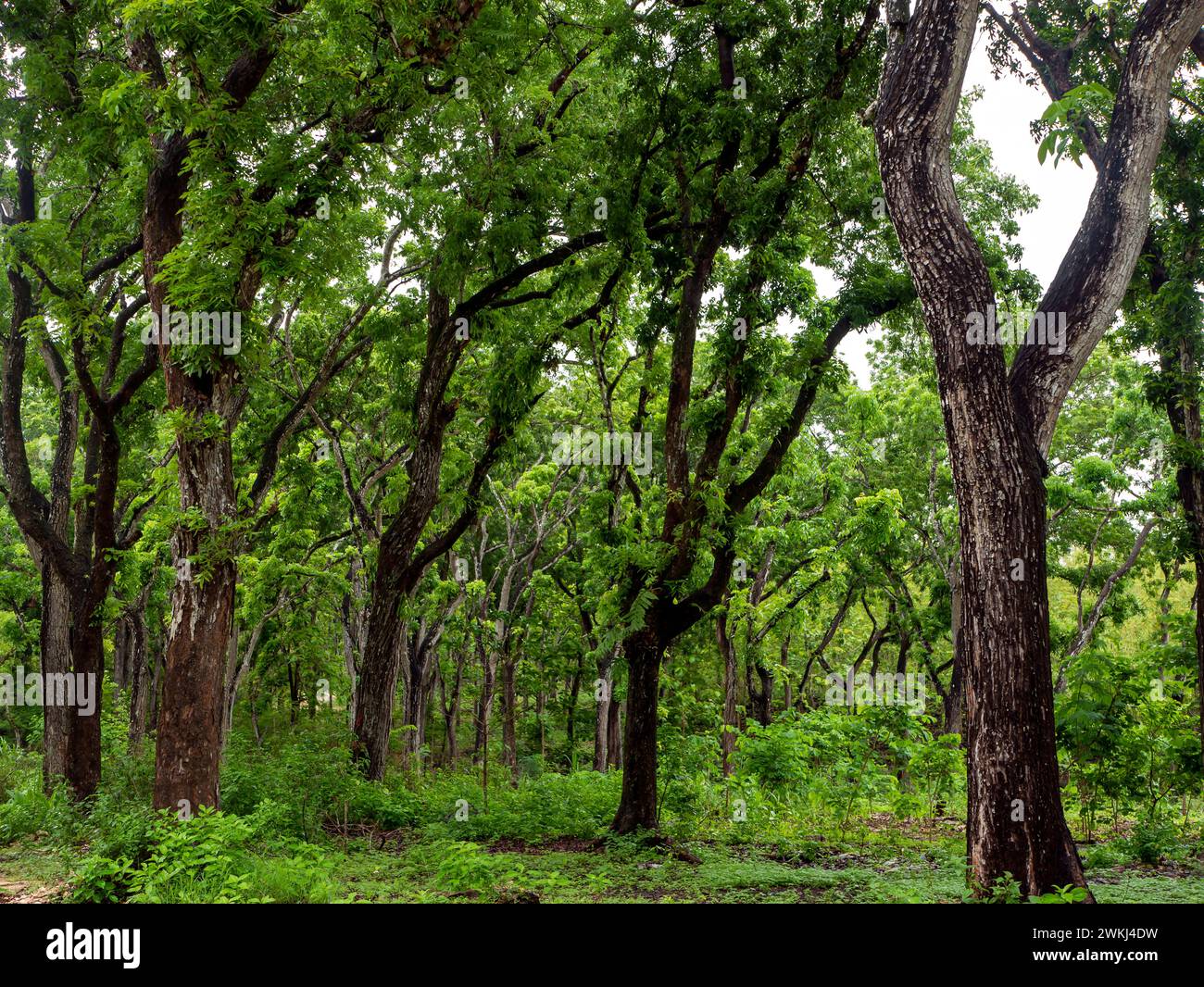 Mahogany tree, Swietenia macrophylla forest in Gunung Kidul, Yogyakarta ...