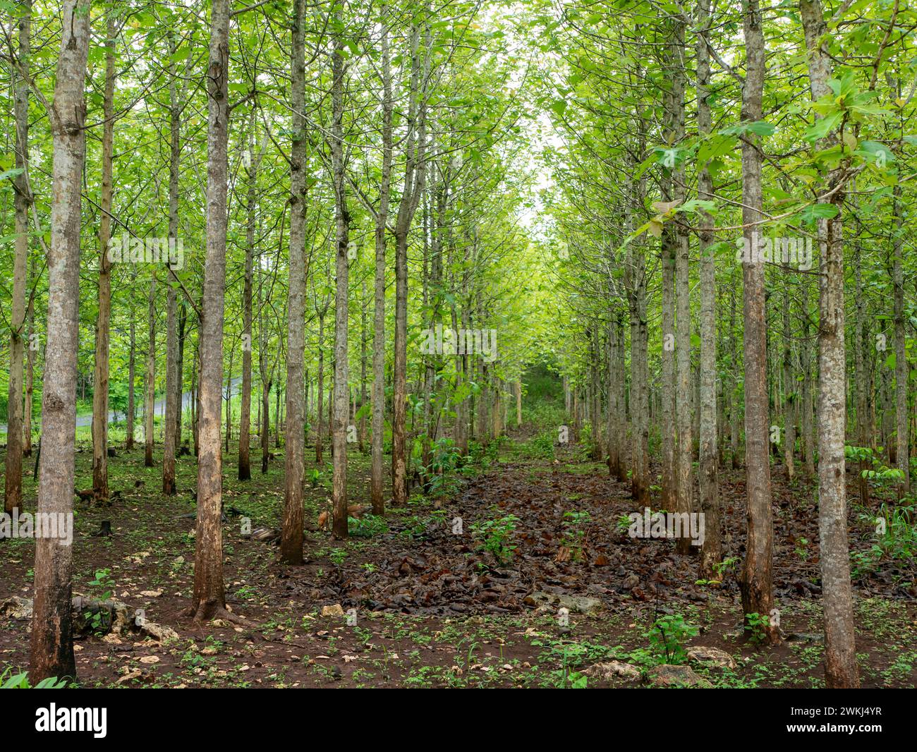 Teak forest hi-res stock photography and images - Alamy