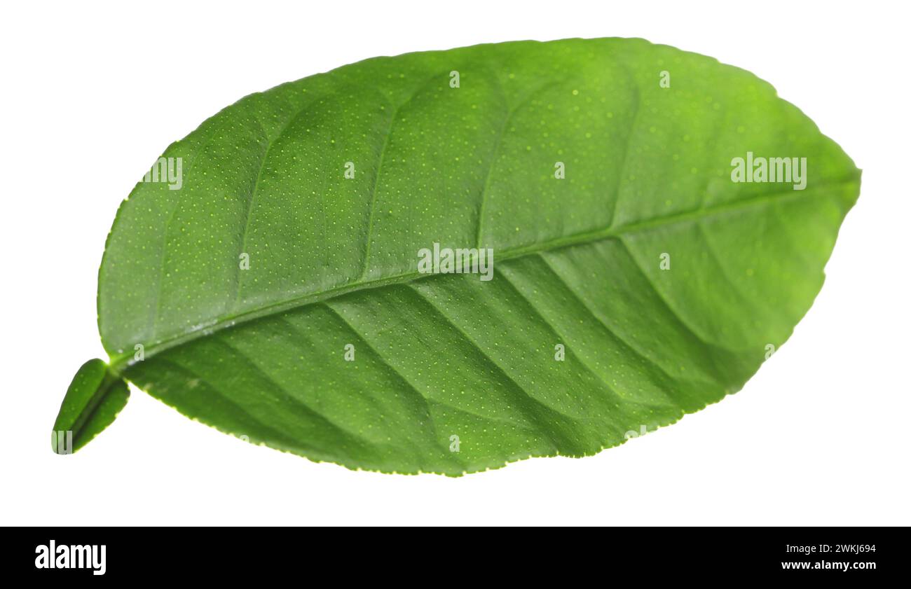 Green leaf of lemon tree isolated on white Stock Photo - Alamy