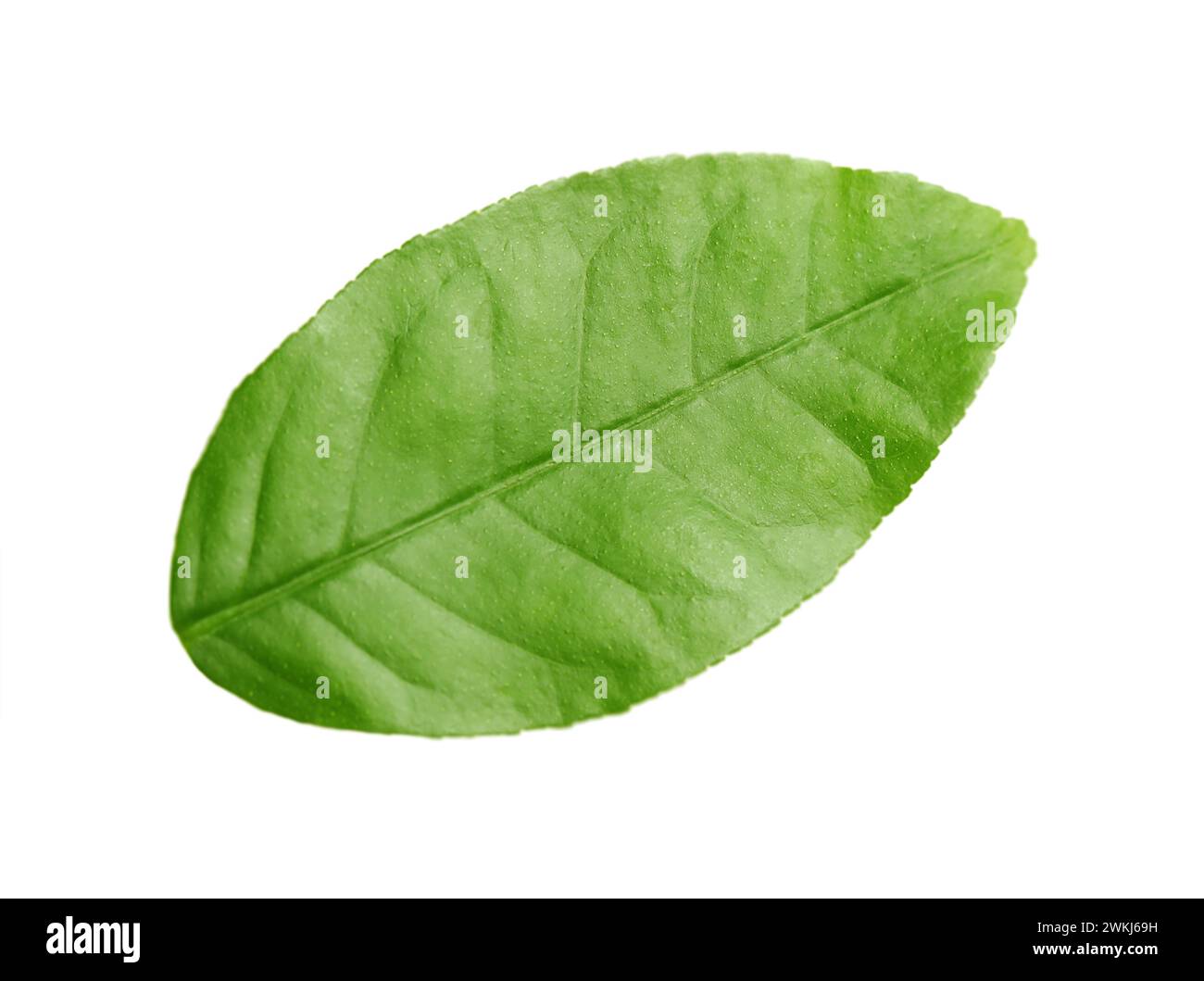 Green leaf of lemon tree isolated on white Stock Photo - Alamy