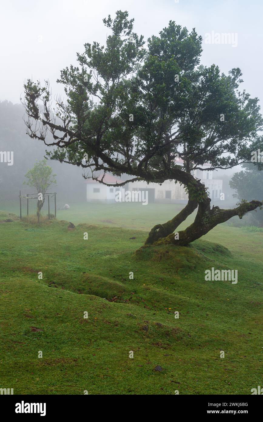 Misty morning on famous Fanal in Madeira Stock Photo - Alamy
