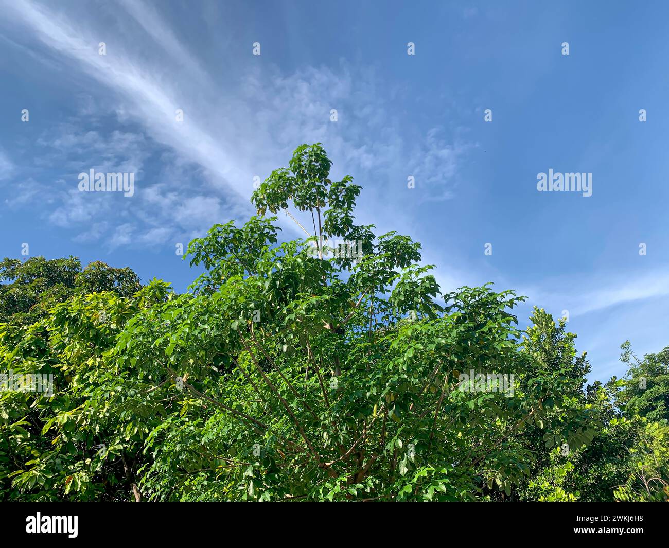 Baobab Africa tree, Adansonia digitata green leaves with blue sky ...