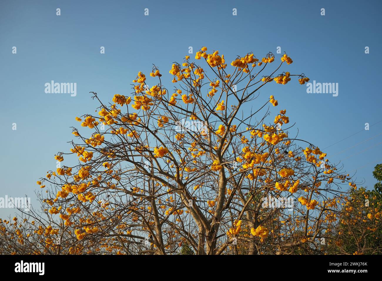 Cochlospermum regium ,Singha Park,Beautiful flower garden at Singha ...