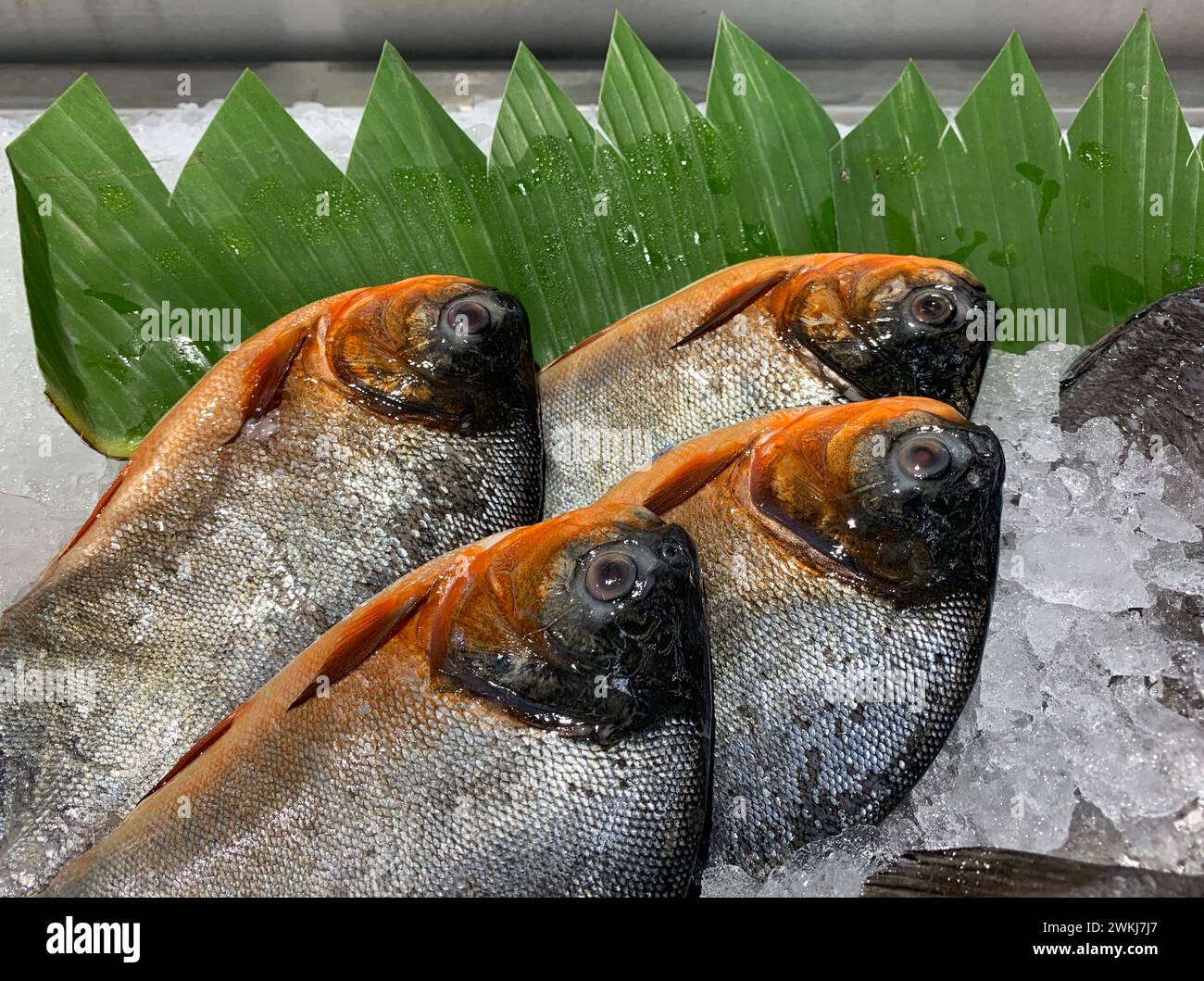 Fresh pomfret fish (Pampus argenteus) in the supermarket in Indonesia ...